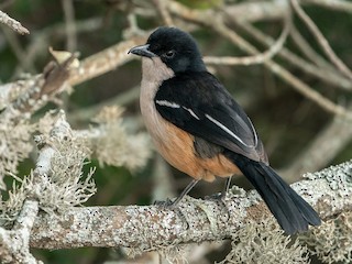 Southern Boubou - eBird