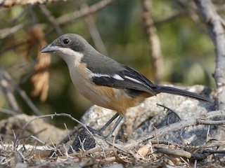 Southern Boubou - eBird