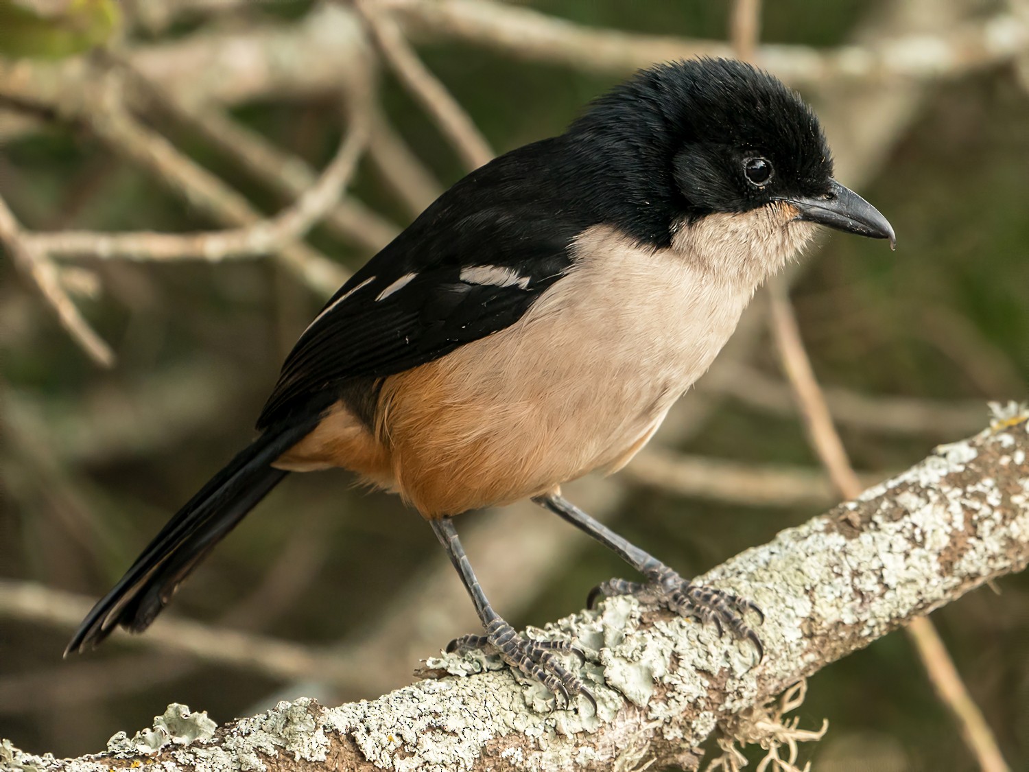 Southern Boubou - eBird