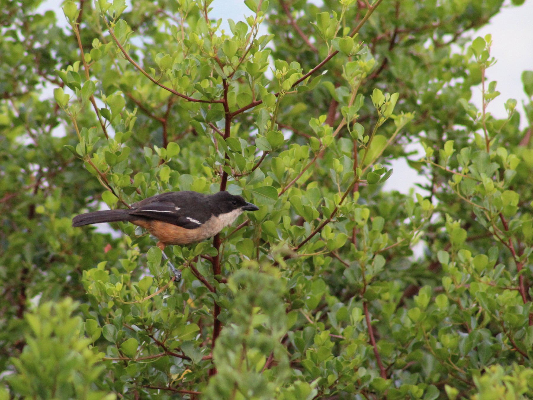 Southern Boubou - eBird