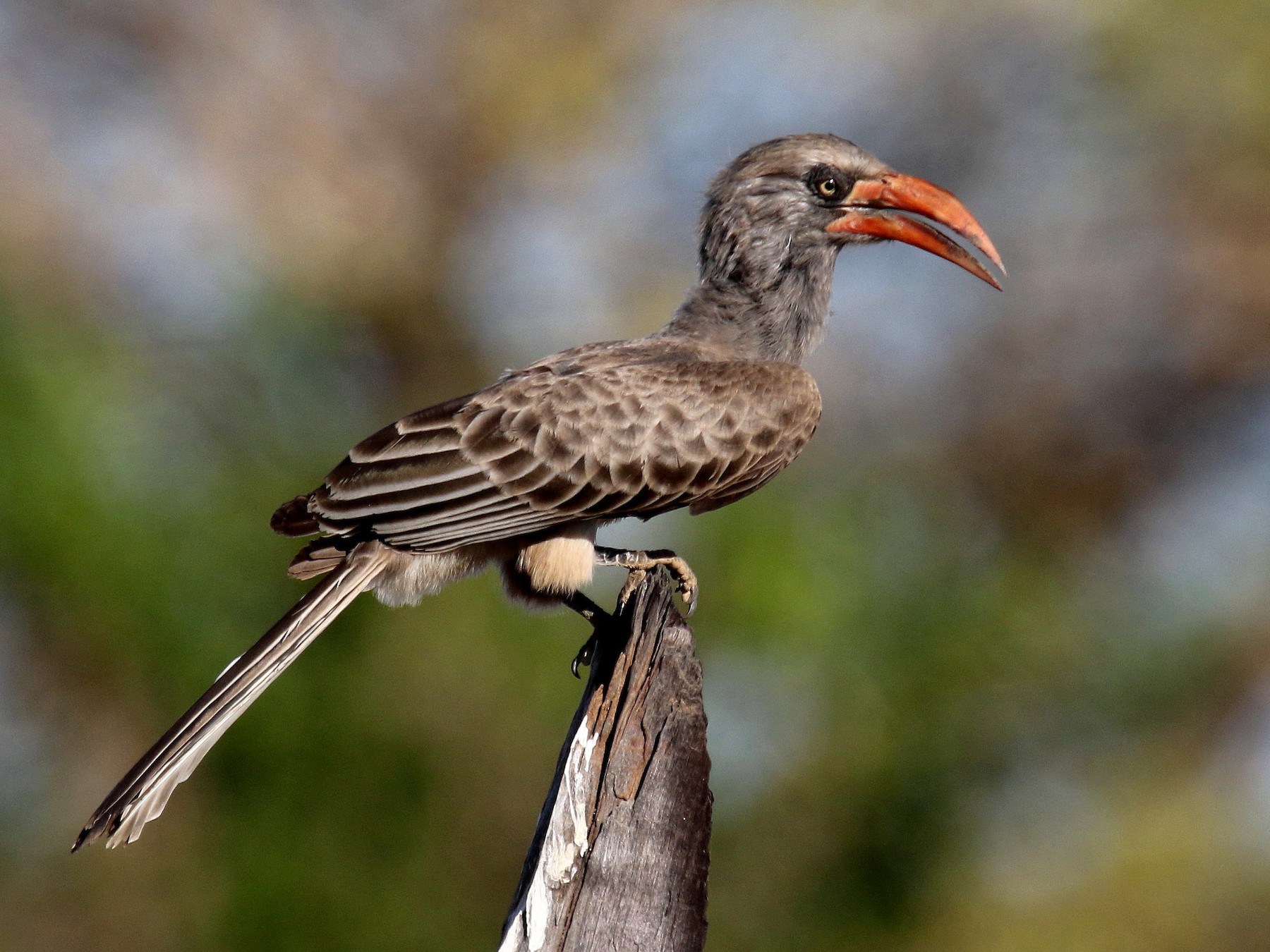 Bradfield's Hornbill - eBird