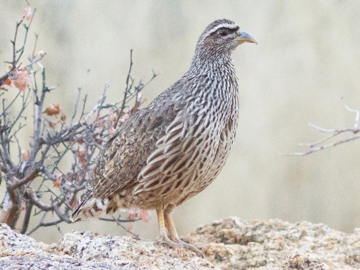 Hartlaub's Spurfowl - Pternistis hartlaubi - Birds of the World