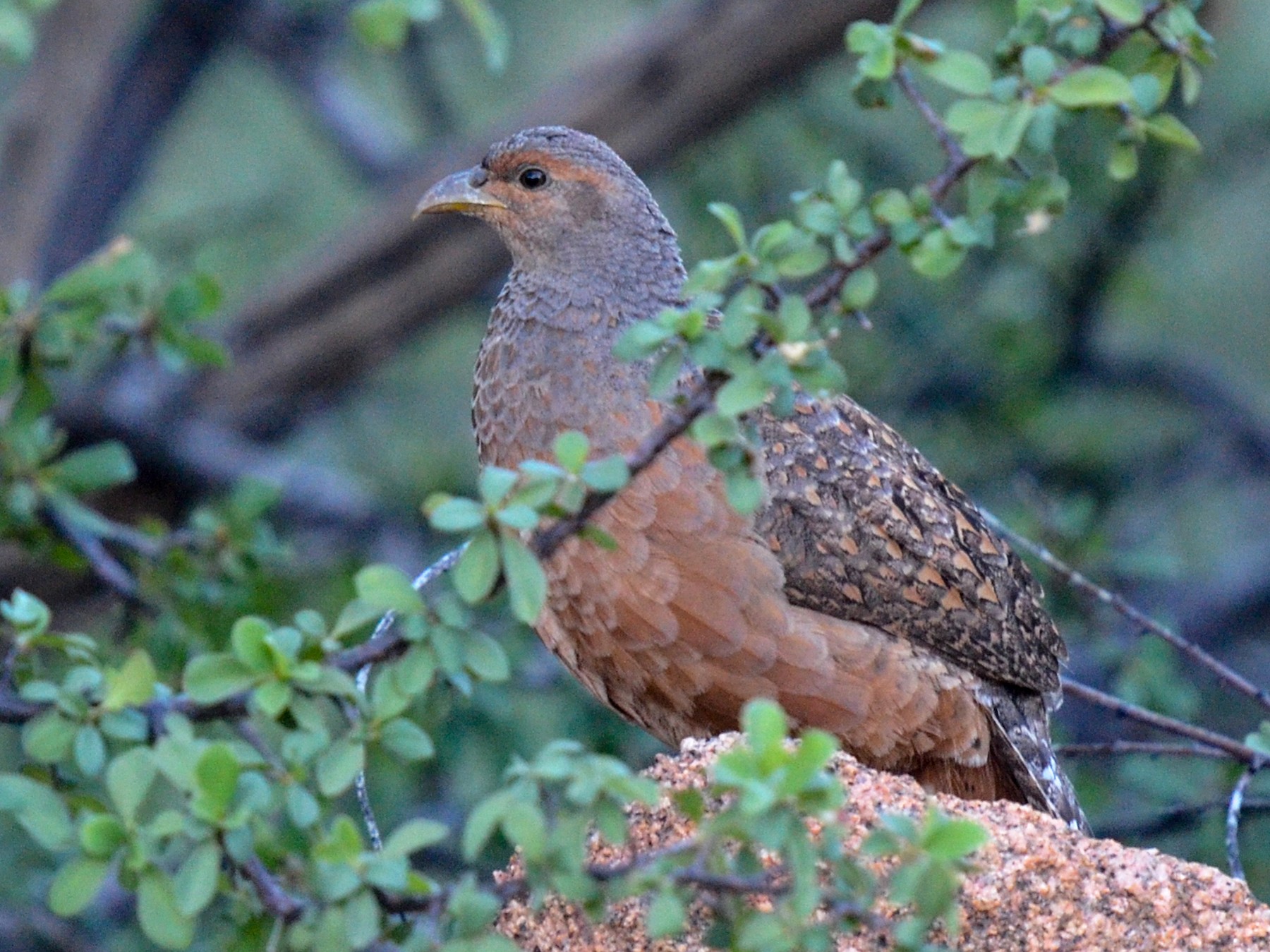 Hartlaub's Spurfowl - eBird