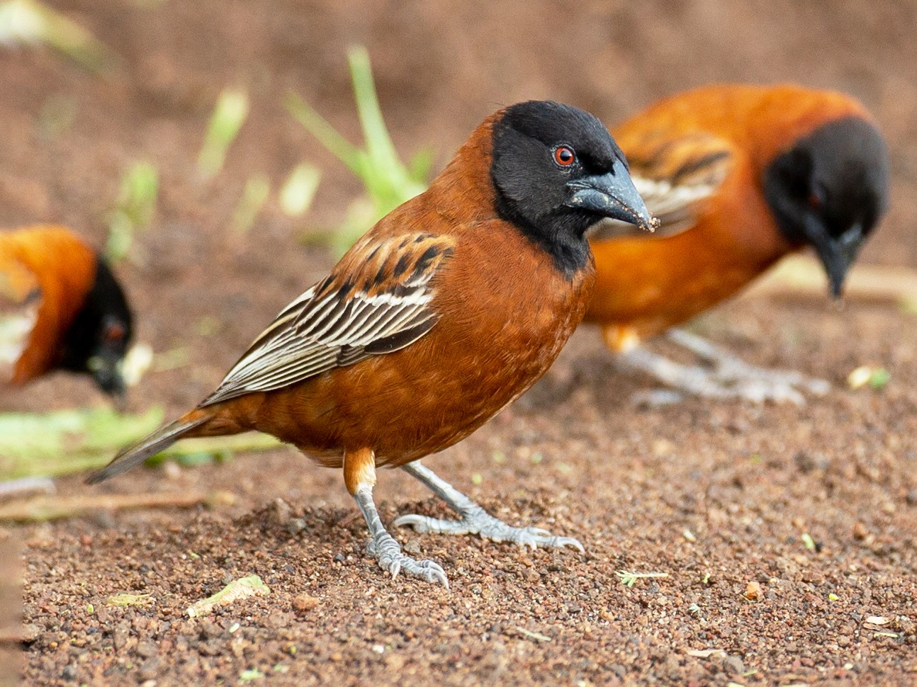 Chestnut Weaver - eBird