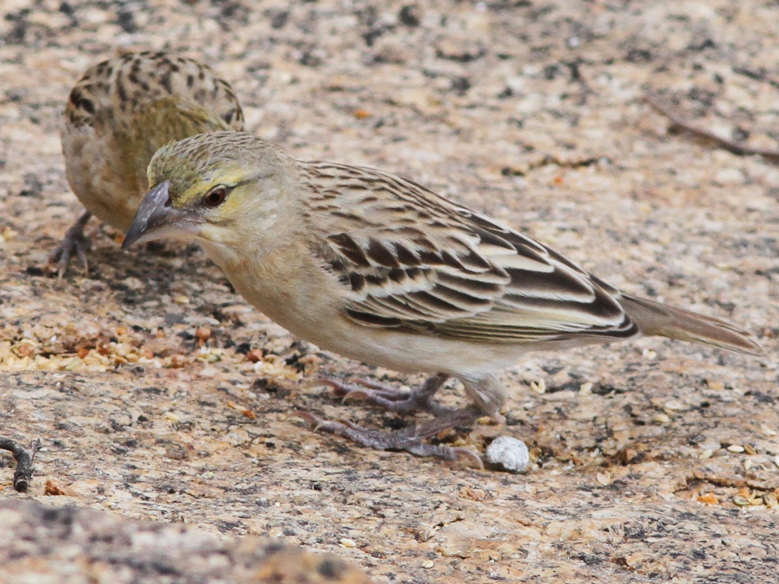 Chestnut Weaver - eBird