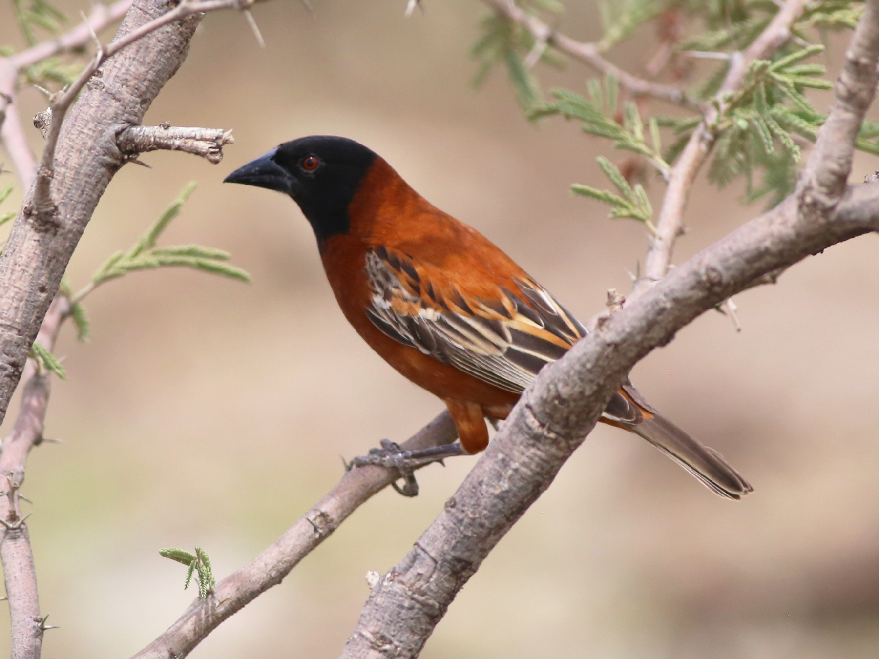 Chestnut Weaver - eBird