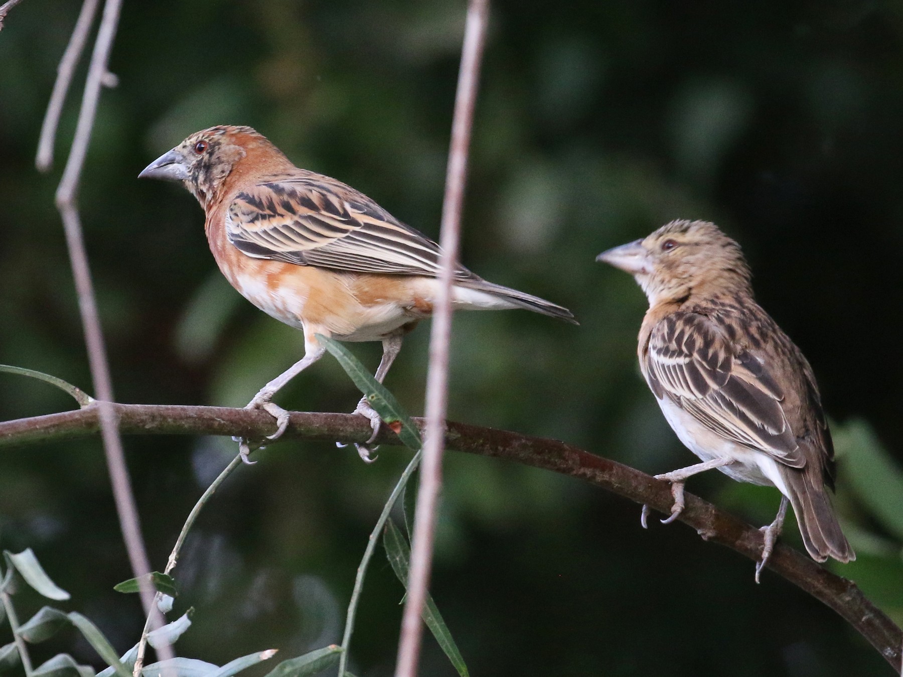 Chestnut Weaver - eBird