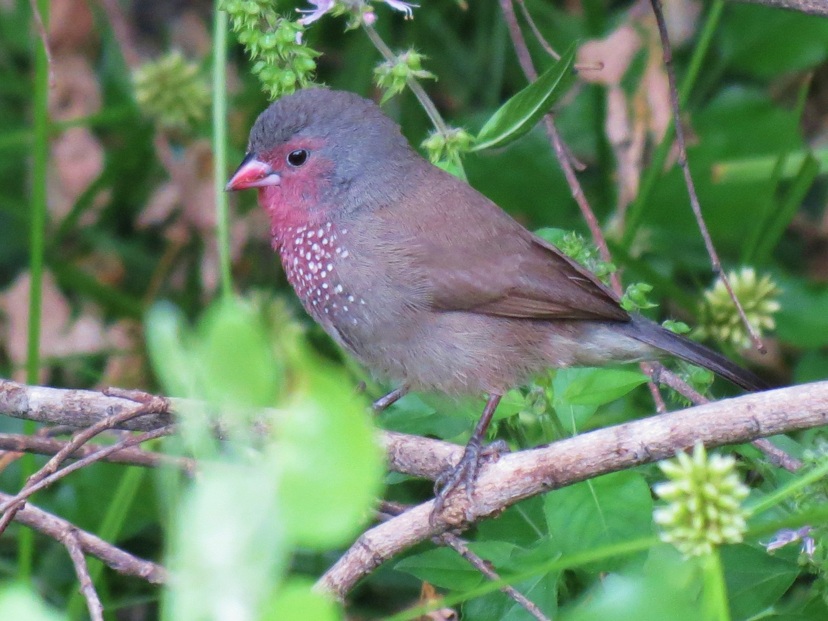 Brown Firefinch - eBird