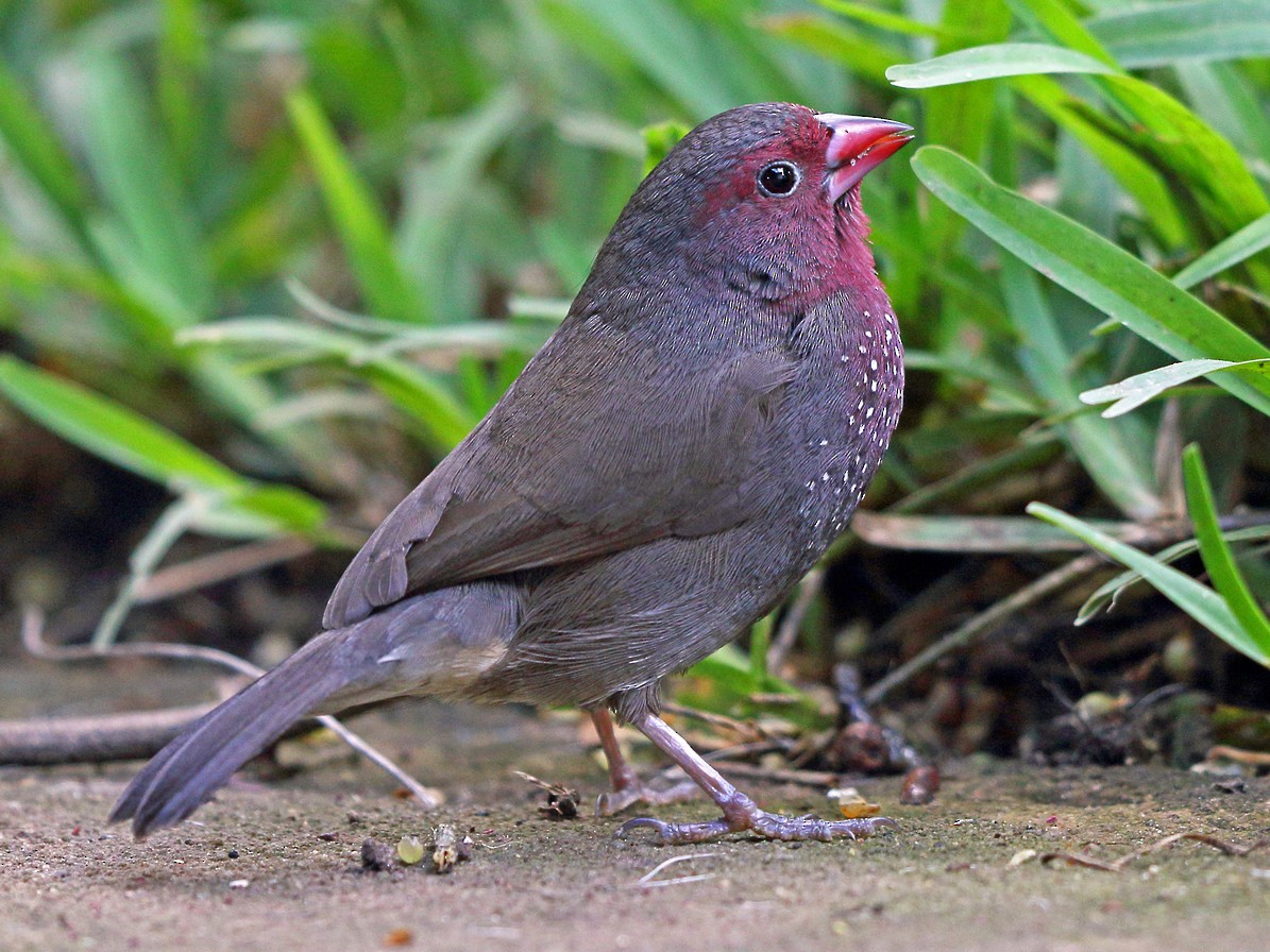 Brown Firefinch - eBird