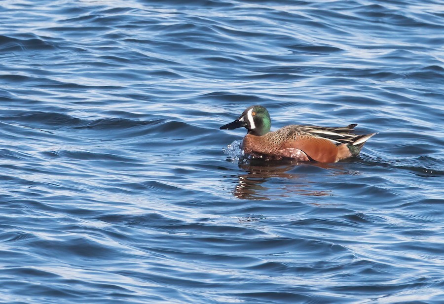 Pato Colorado x Cuchareta (híbrido) - eBird