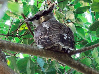 Barred Eagle-Owl - eBird