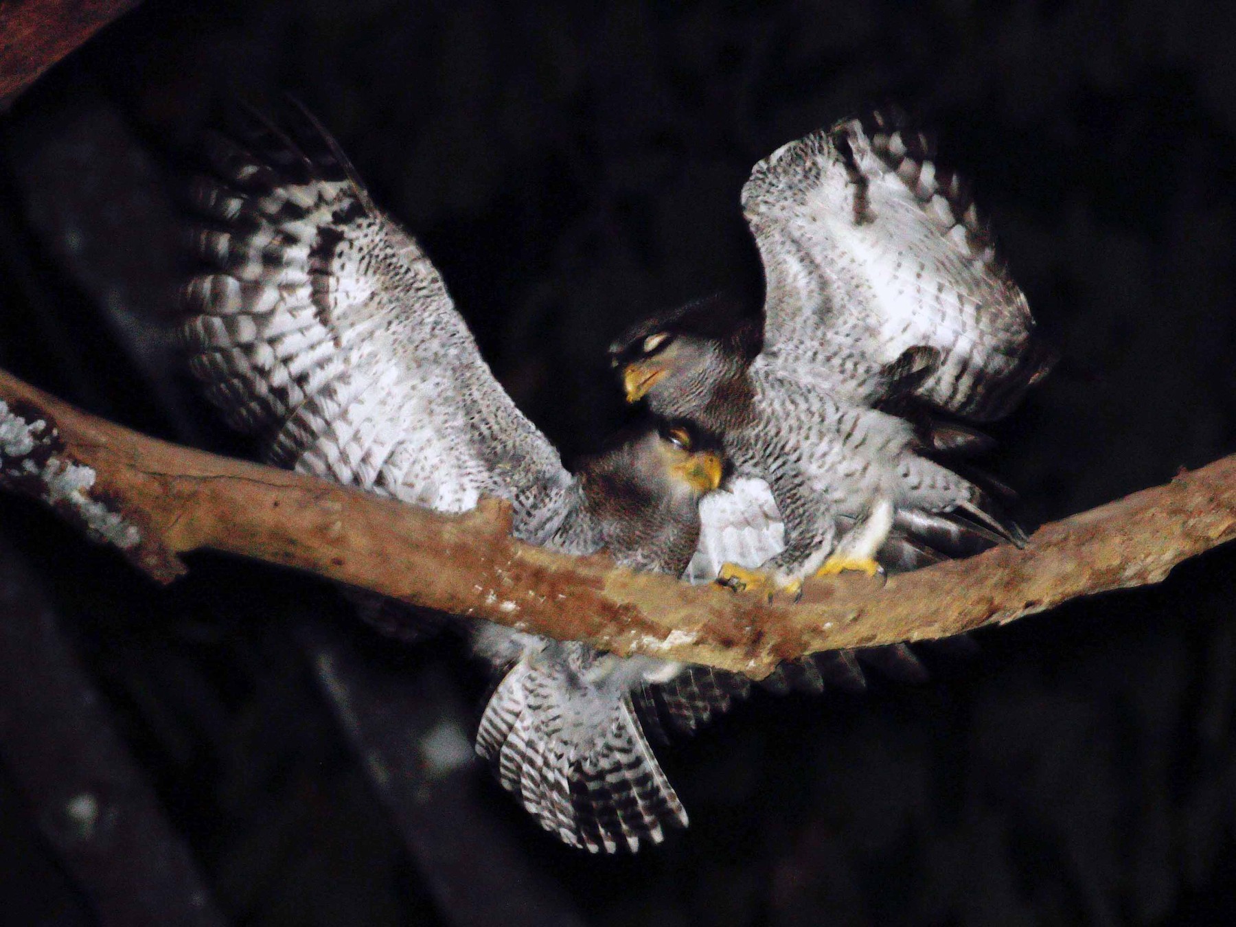 Barred Eagle-Owl - eBird