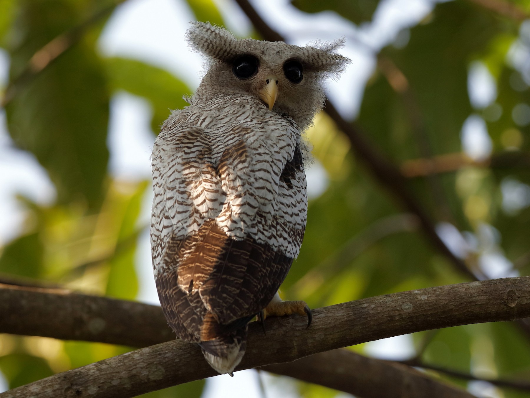 Barred Eagle-Owl - eBird