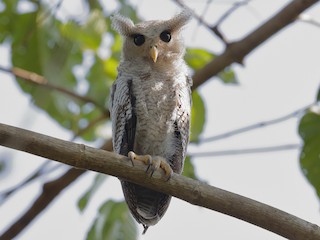 Barred Eagle-Owl - eBird