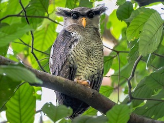 Barred Eagle-Owl - eBird