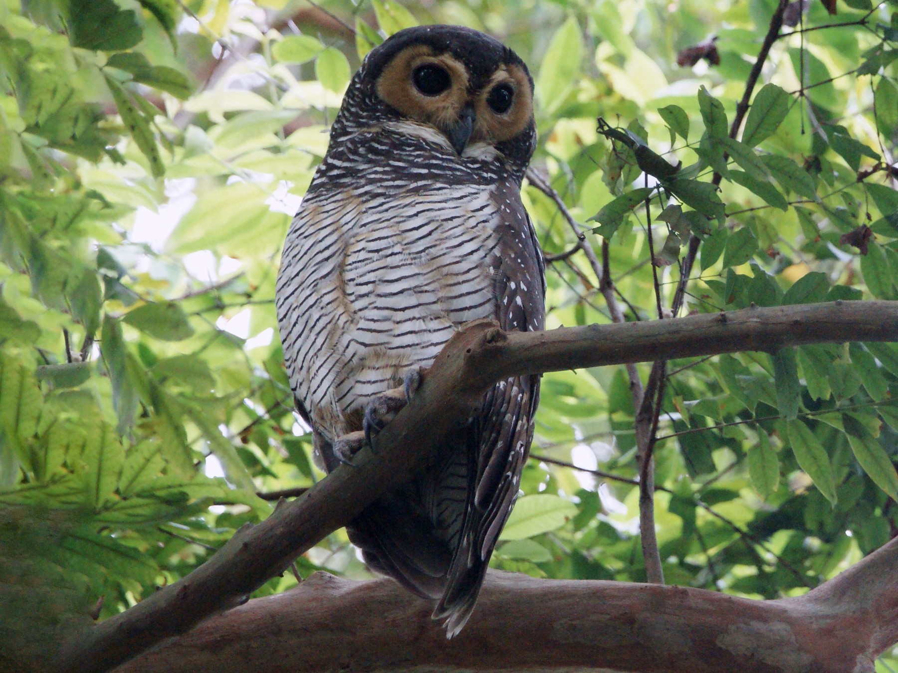 Spotted Wood-Owl - eBird