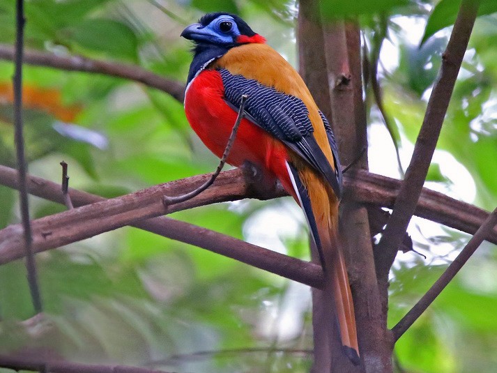 Red-naped Trogon - eBird