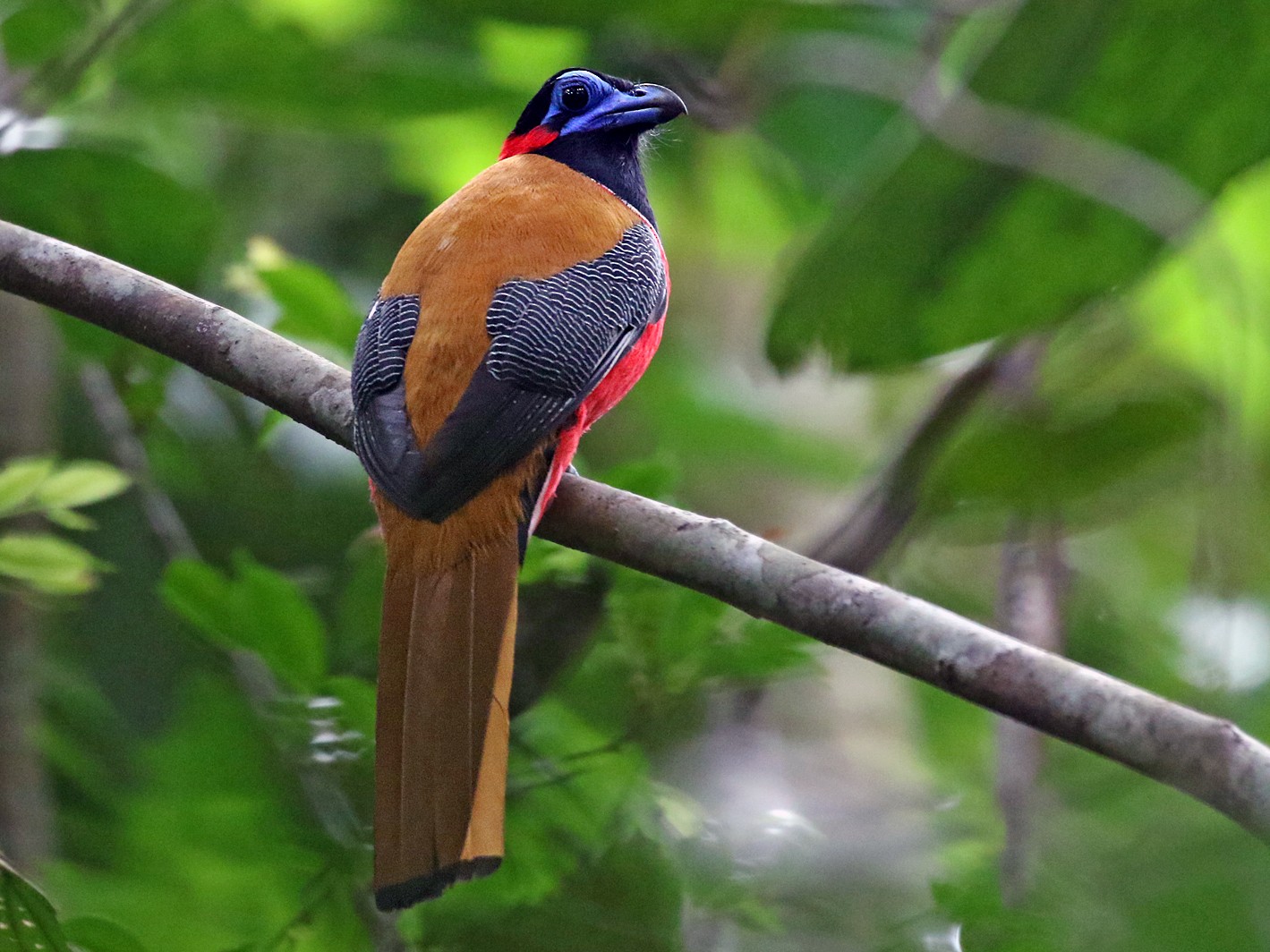 Red-naped Trogon - eBird