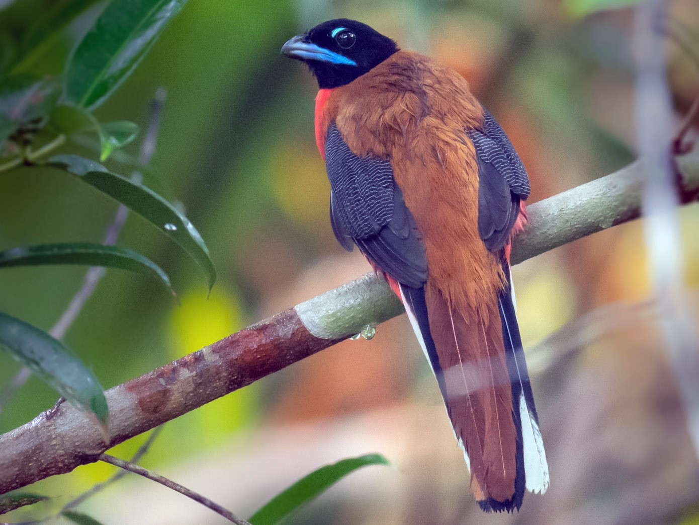 Cinnamon-rumped Trogon - eBird