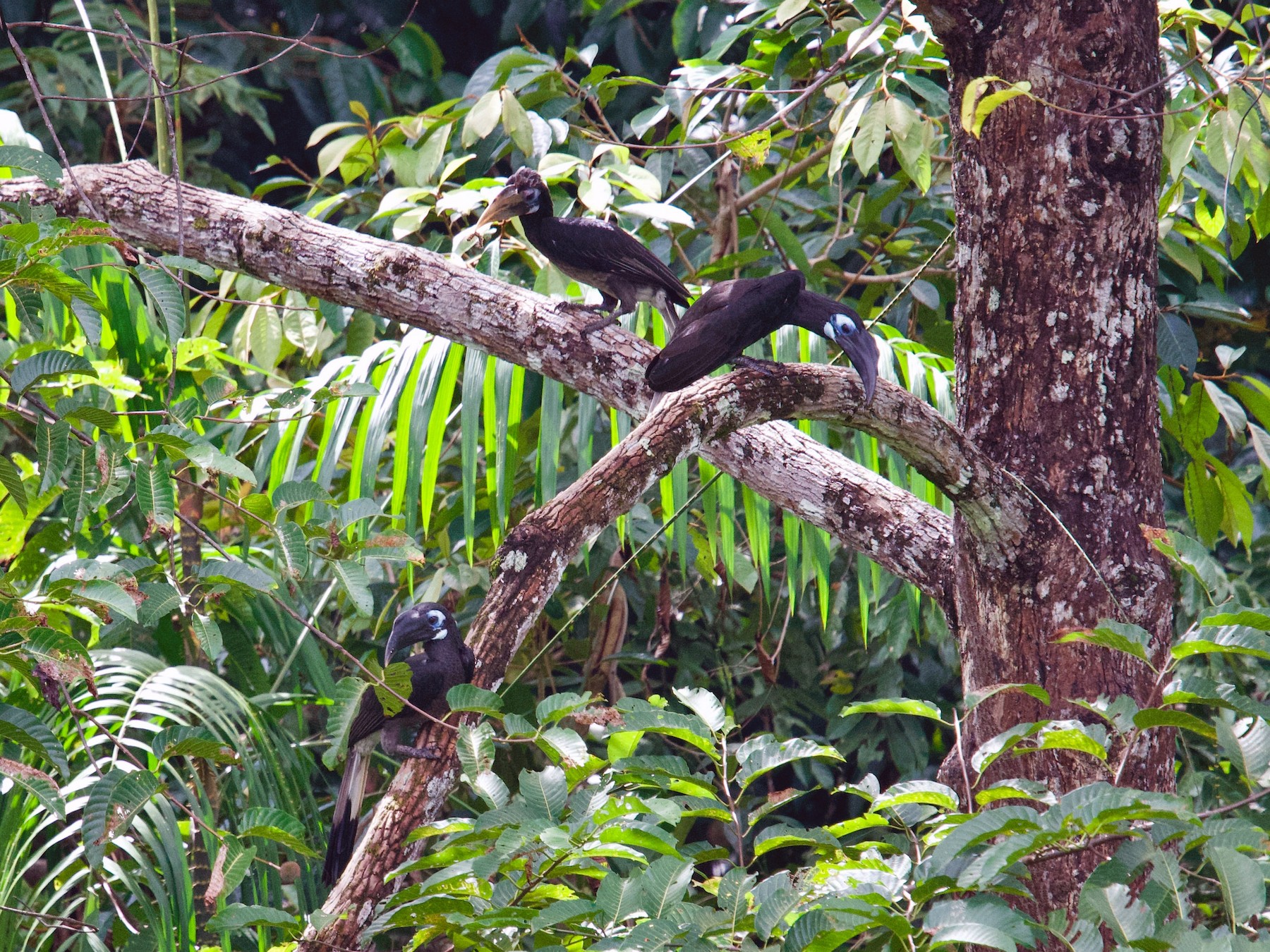 Enggang klihingan - eBird