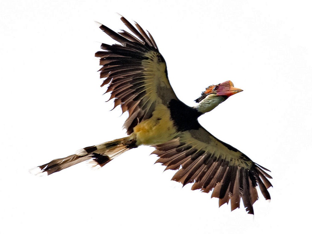 Helmeted Hornbill - eBird