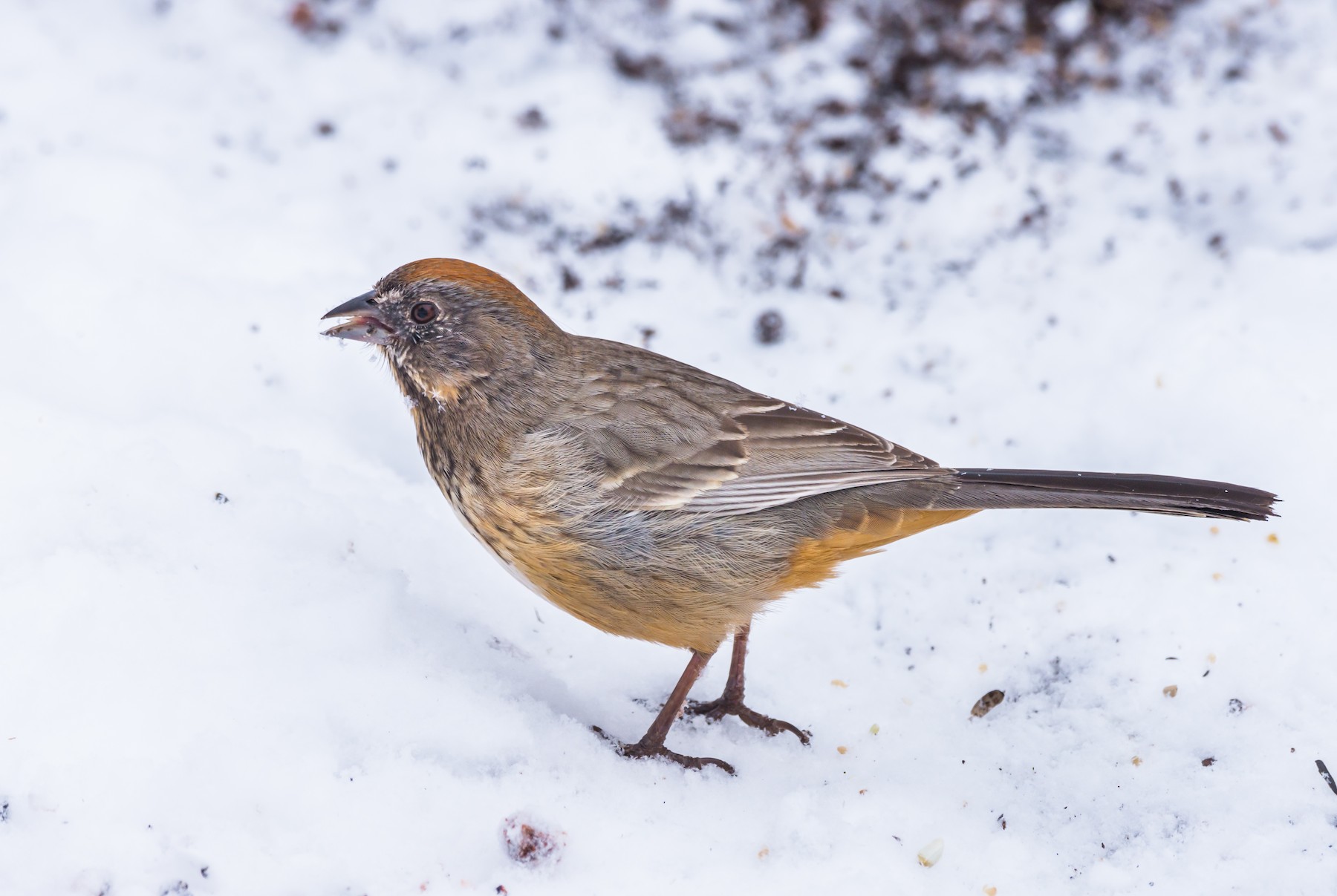Toquí Pardo x Moteado (híbrido) - eBird