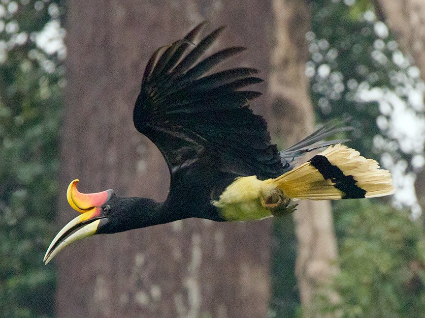 Rhinoceros Hornbill Flying