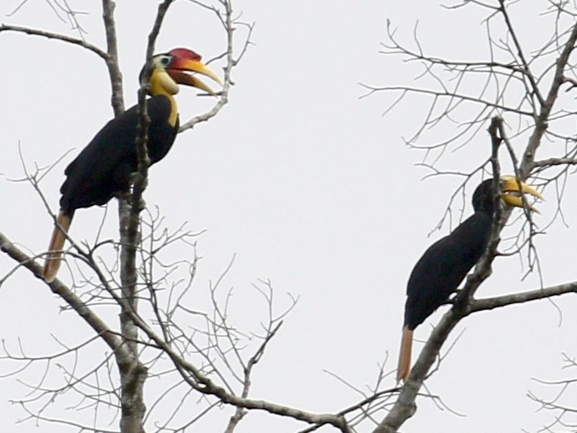 Calao à casque rouge - eBird