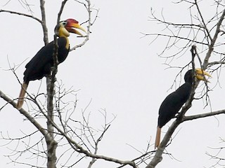 Wrinkled Hornbill - eBird