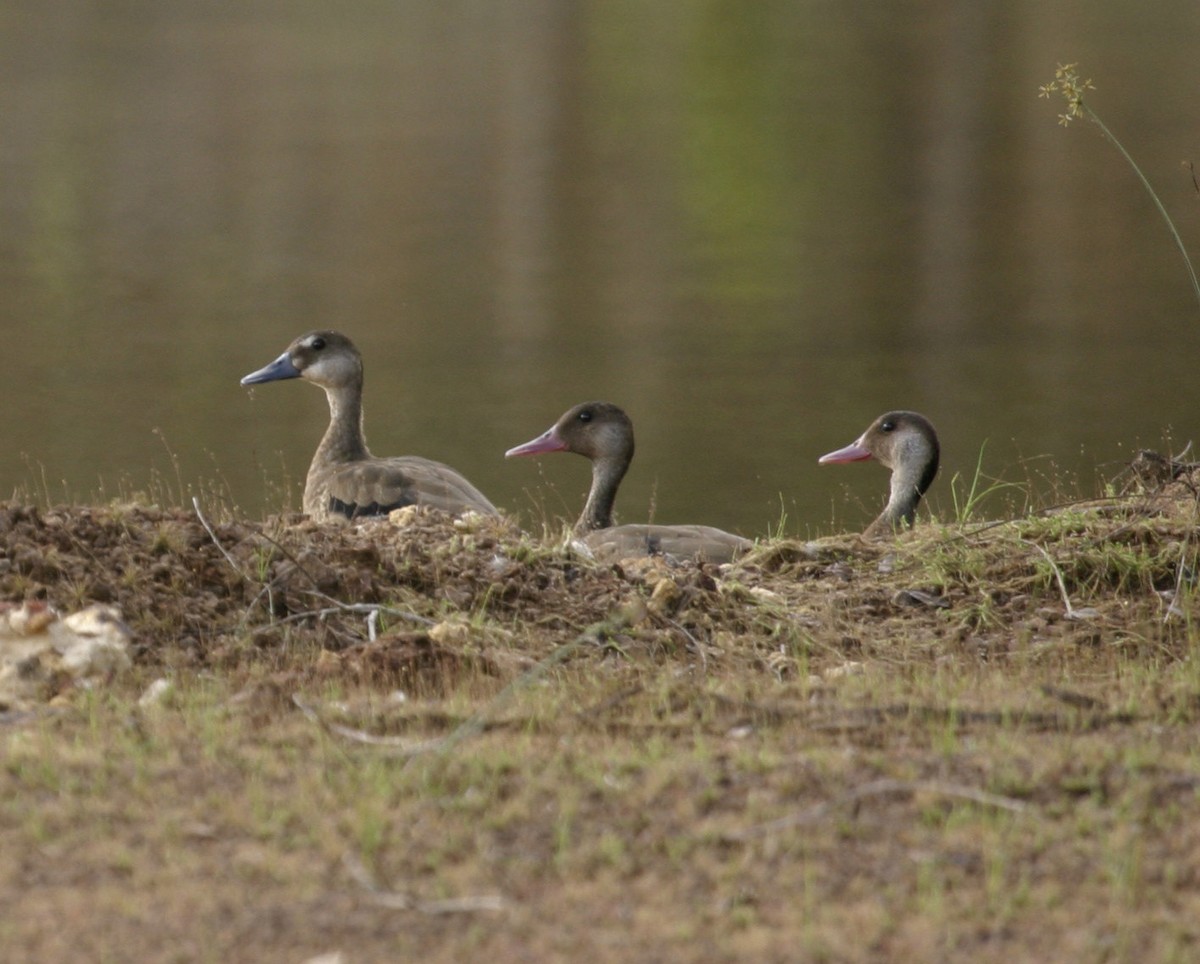 eBird Checklist - 25 Apr 2005 - Guayaramerin site B - 79 species (+1 ...