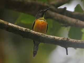 Apo Sunbird - eBird