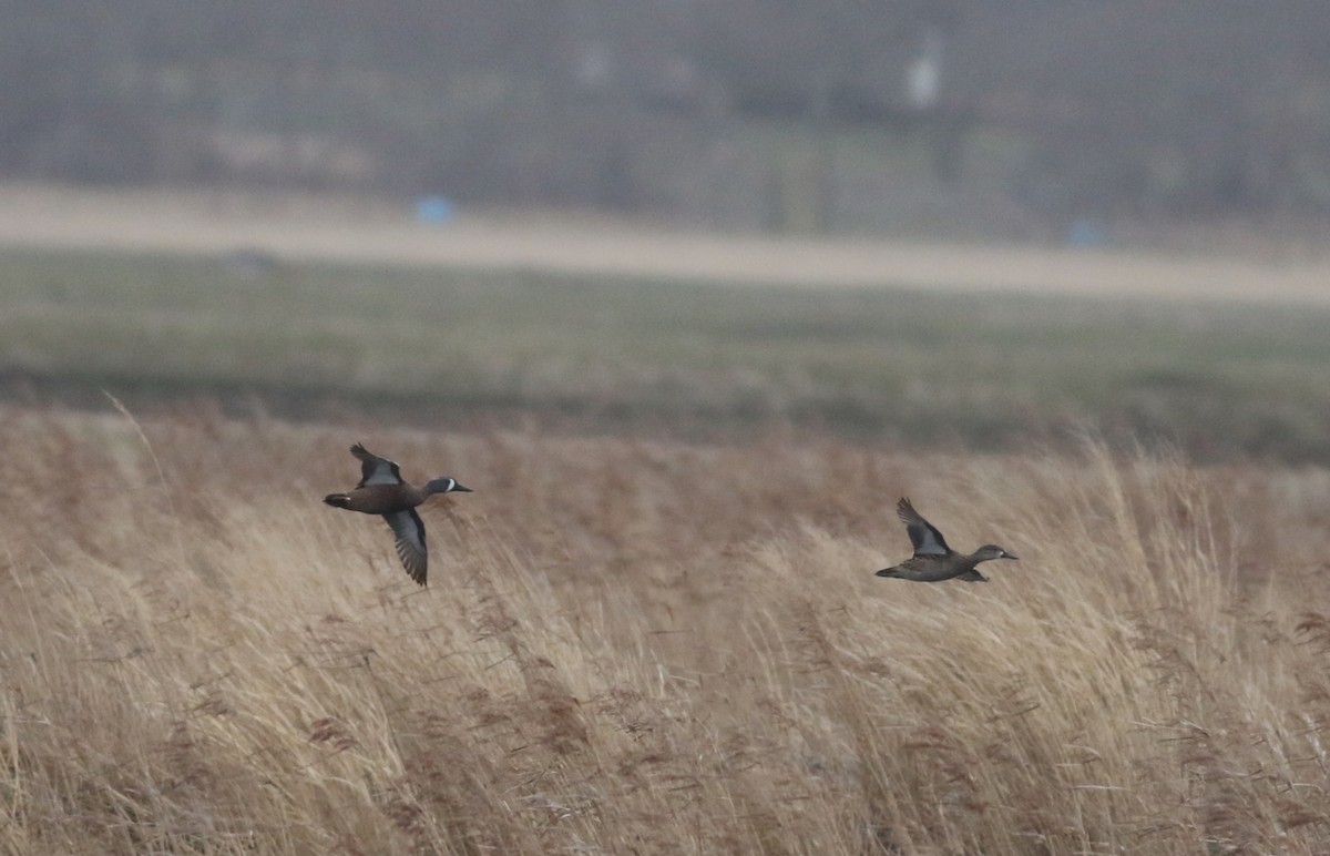 eBird Checklist - 4 Apr 2020 - Milestone Cranberry Bogs - 28 species