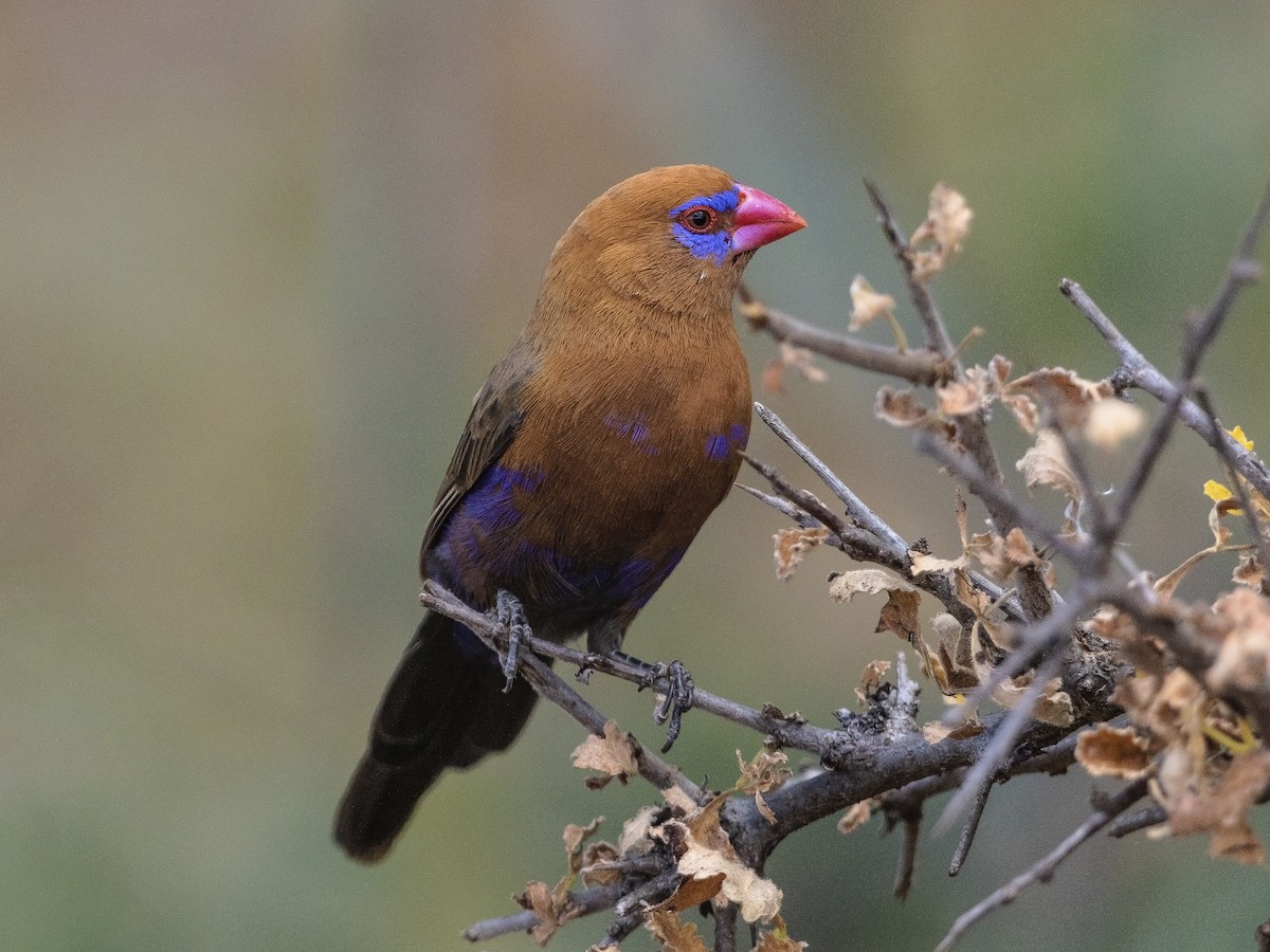 Purple Grenadier - Granatina ianthinogaster - Birds of the World
