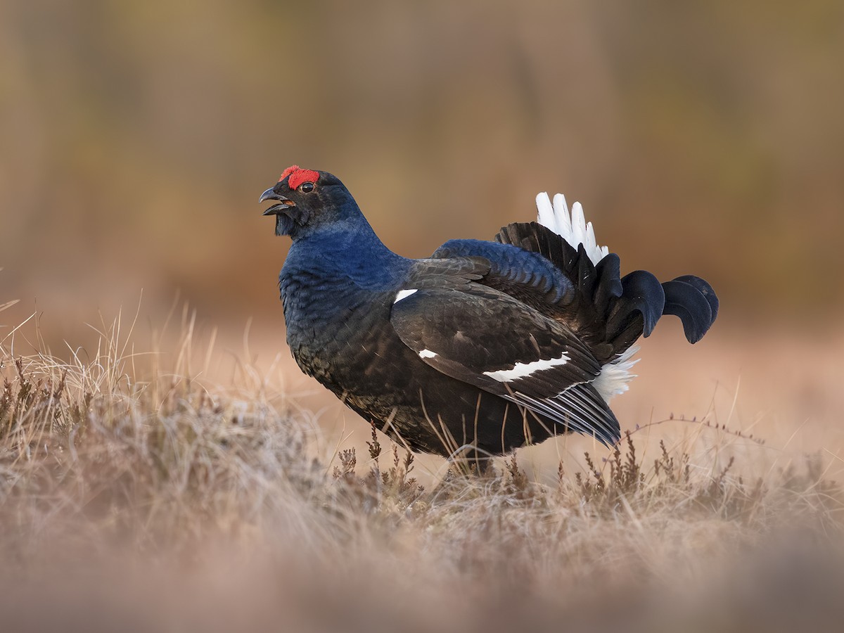 Black Grouse - Lyrurus tetrix - Birds of the World
