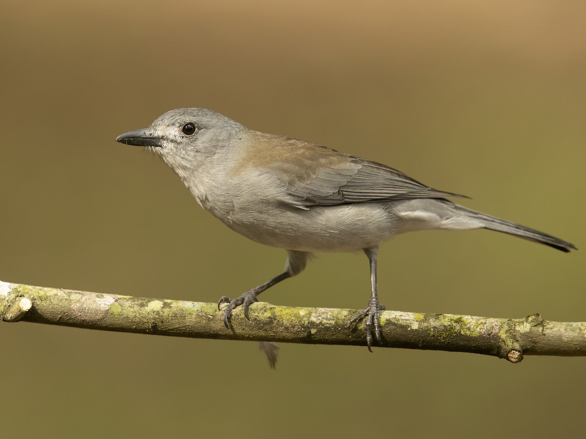 Gray Shrikethrush - Colluricincla harmonica - Birds of the World