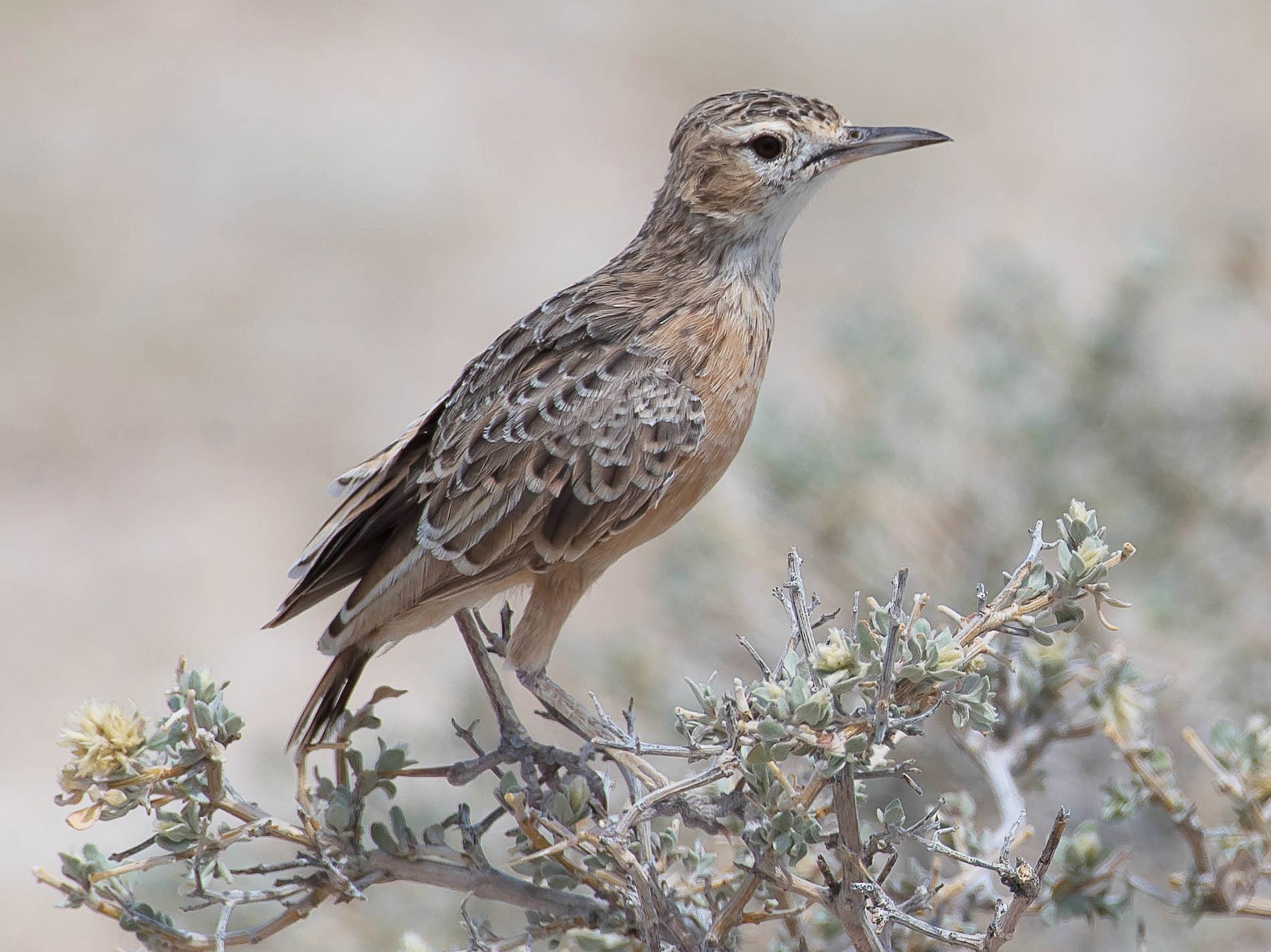 Spike-heeled Lark - eBird