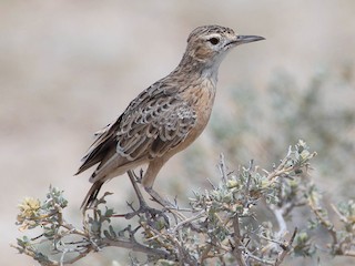 Spike-heeled Lark - eBird
