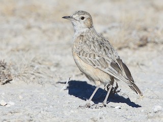 Spike-heeled Lark - eBird