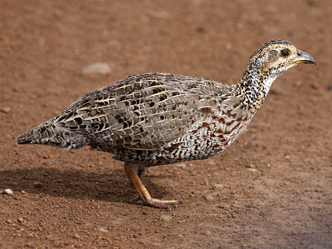 Shelley's/Whyte's Francolin - eBird