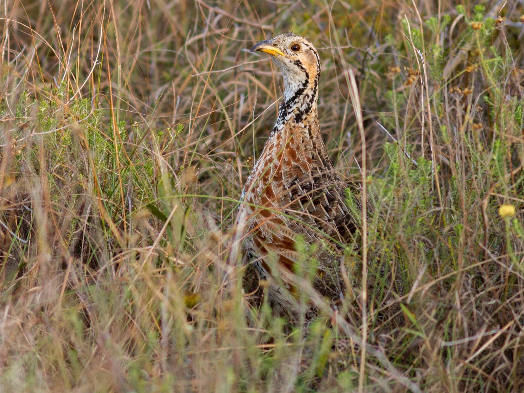 Shelley's/Whyte's Francolin - eBird