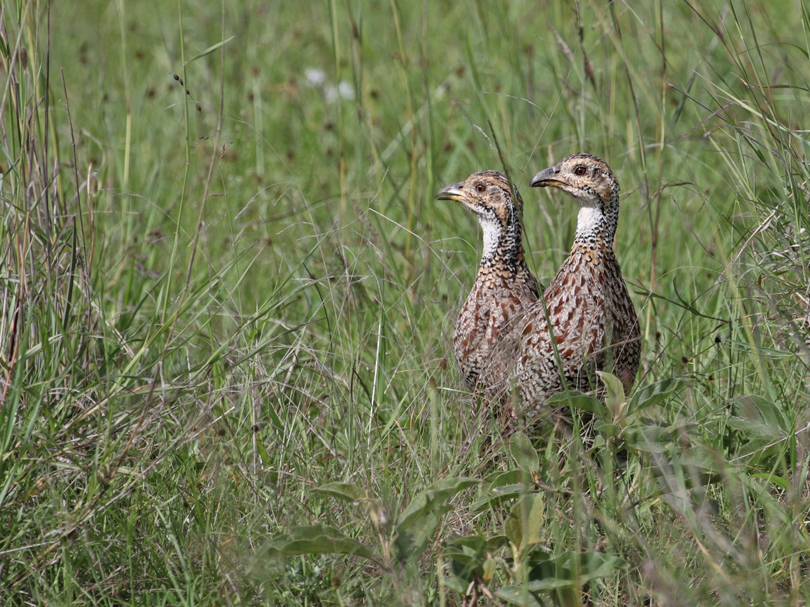 Shelley's/Whyte's Francolin - eBird