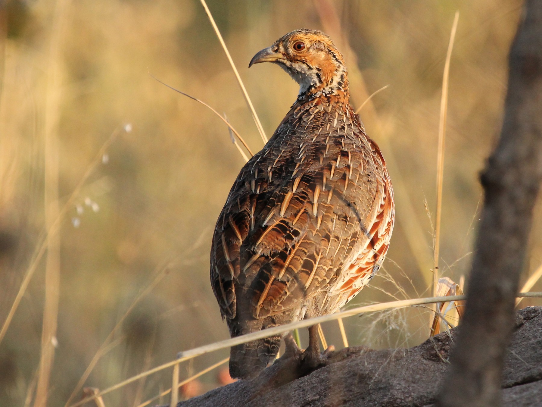 Shelley's/Whyte's Francolin - eBird