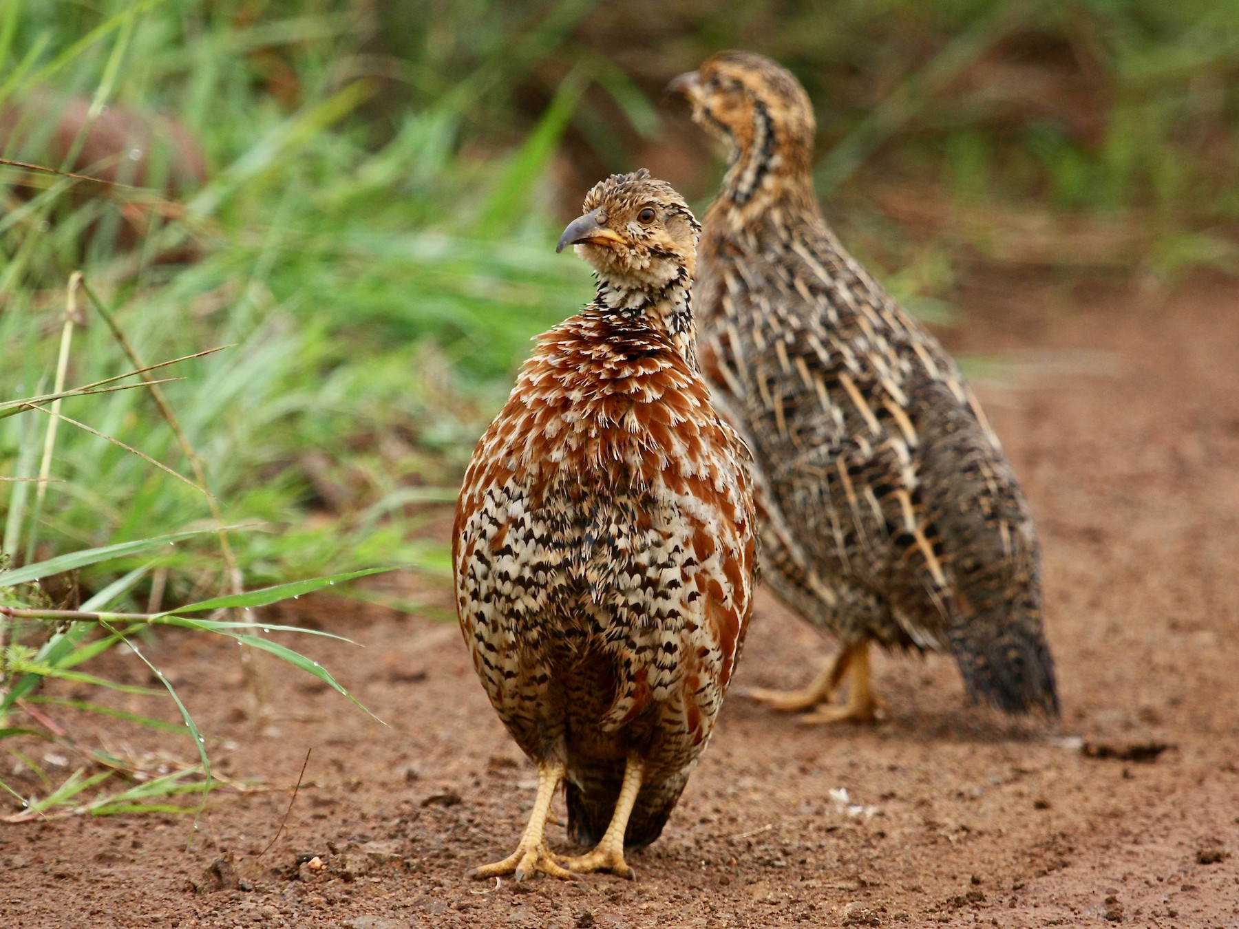 Shelley's/Whyte's Francolin - eBird