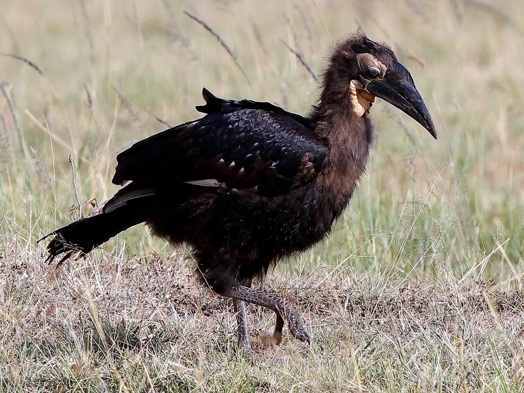 Southern Ground-Hornbill - eBird