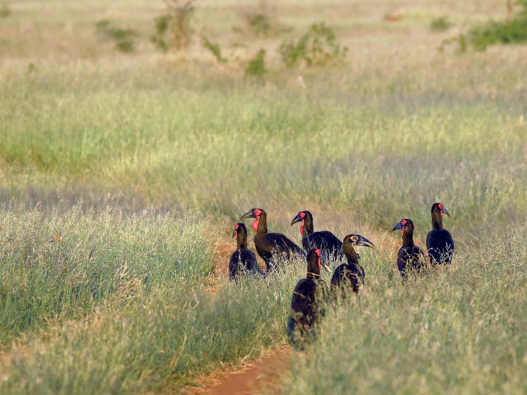 Southern Ground-Hornbill - eBird