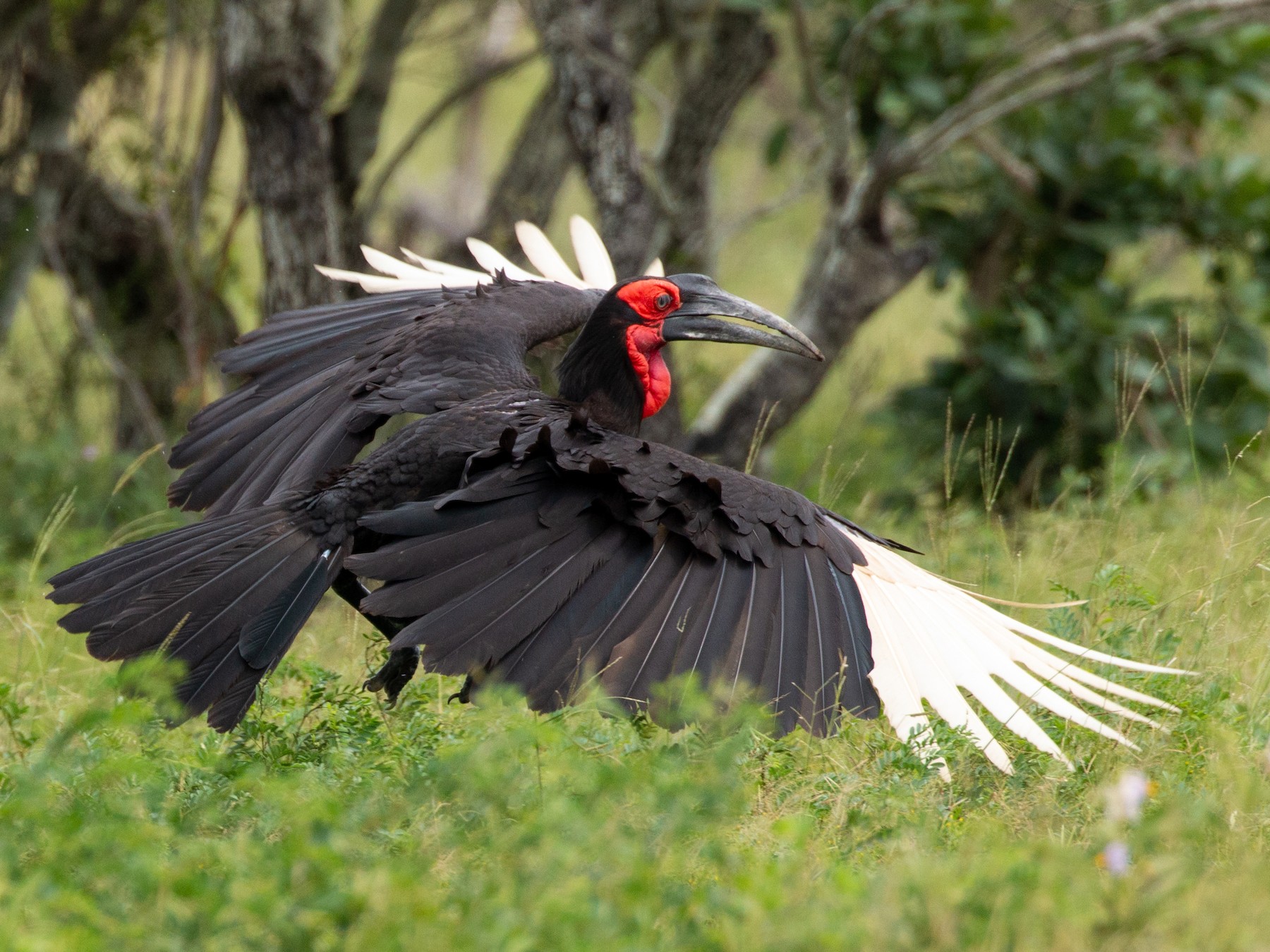 Southern Ground-Hornbill - eBird