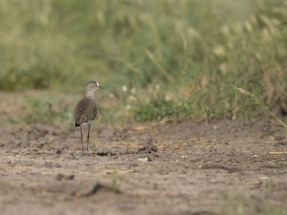 Senegal Lapwing - eBird