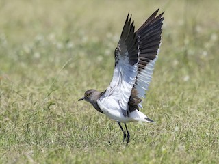 Senegal Lapwing - eBird