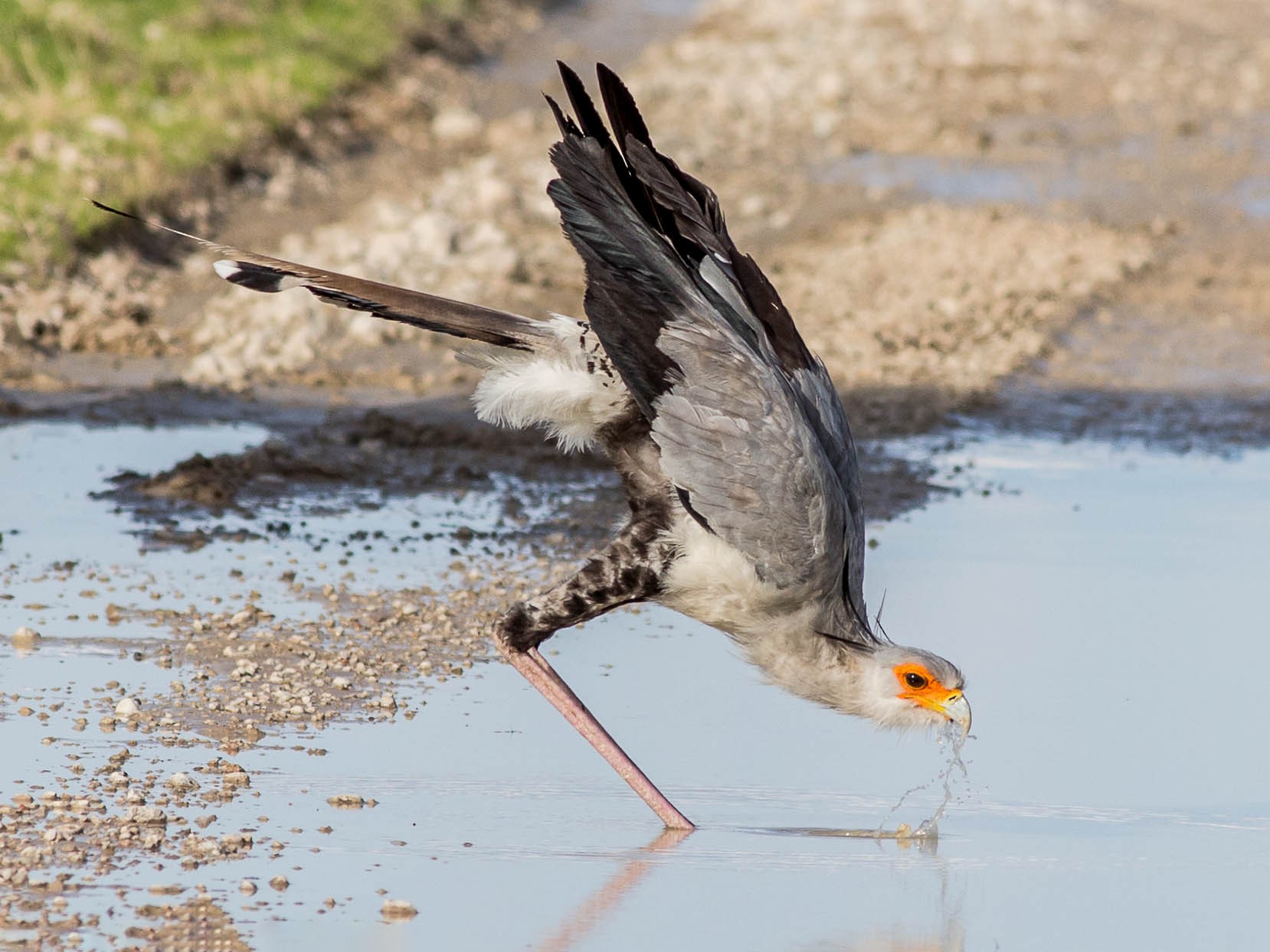 Secretarybird - eBird