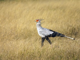 Secretarybird - eBird